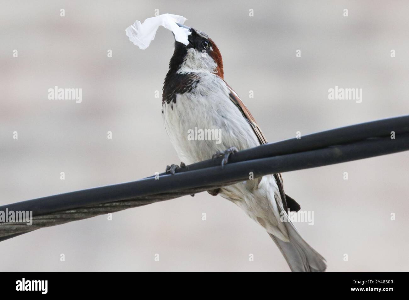 House Sparrow holding nest making material Stock Photo - Alamy