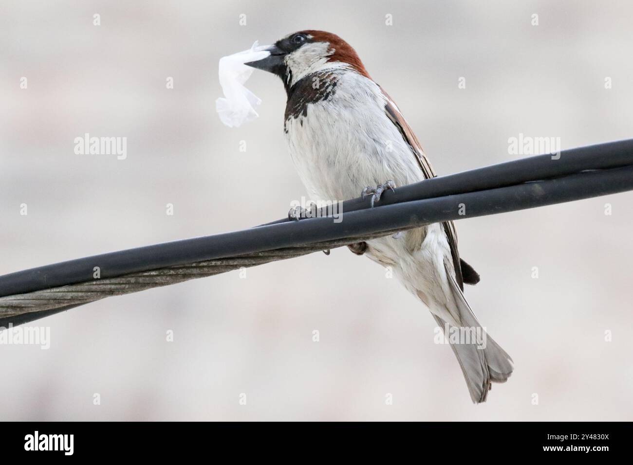 House Sparrow holding nest making material Stock Photo - Alamy