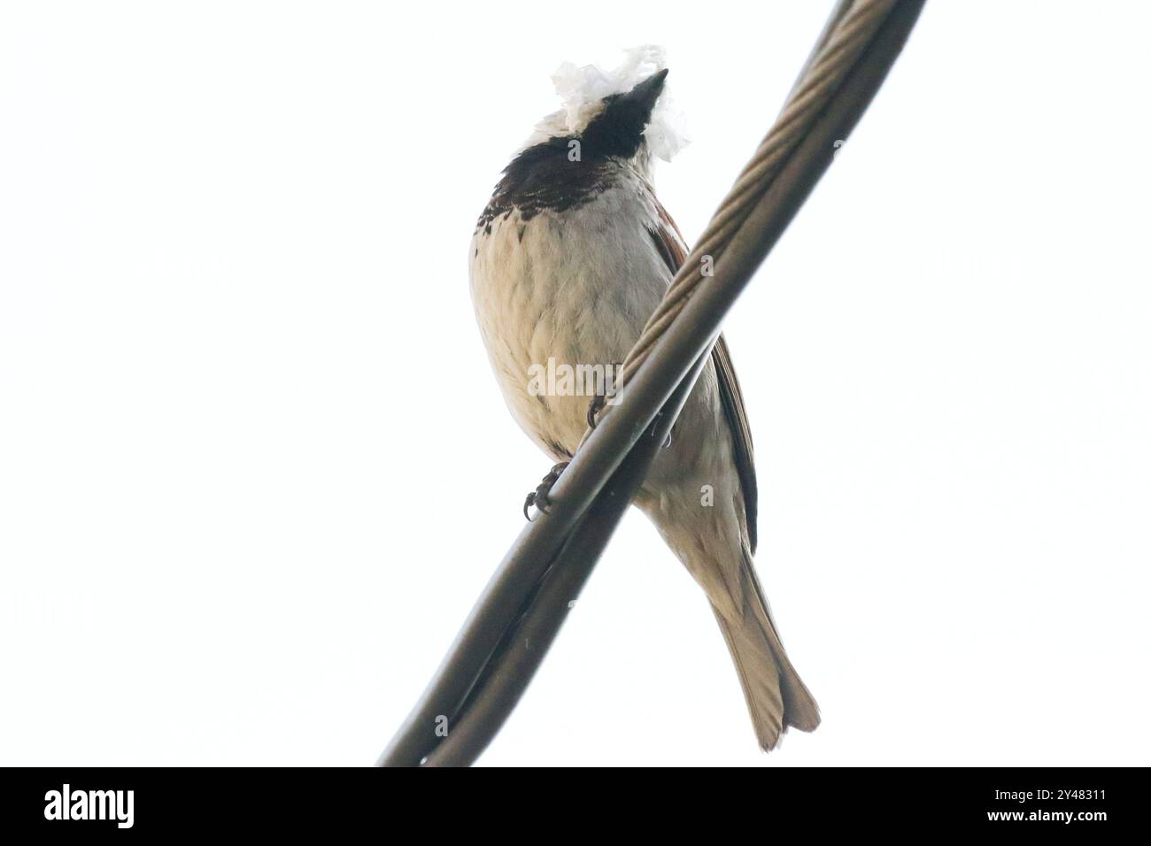 House sparrow small bird Cut Out Stock Images & Pictures - Alamy