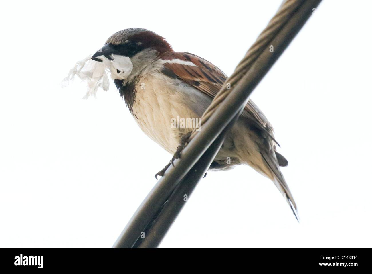 Sparrow nest Cut Out Stock Images & Pictures - Alamy