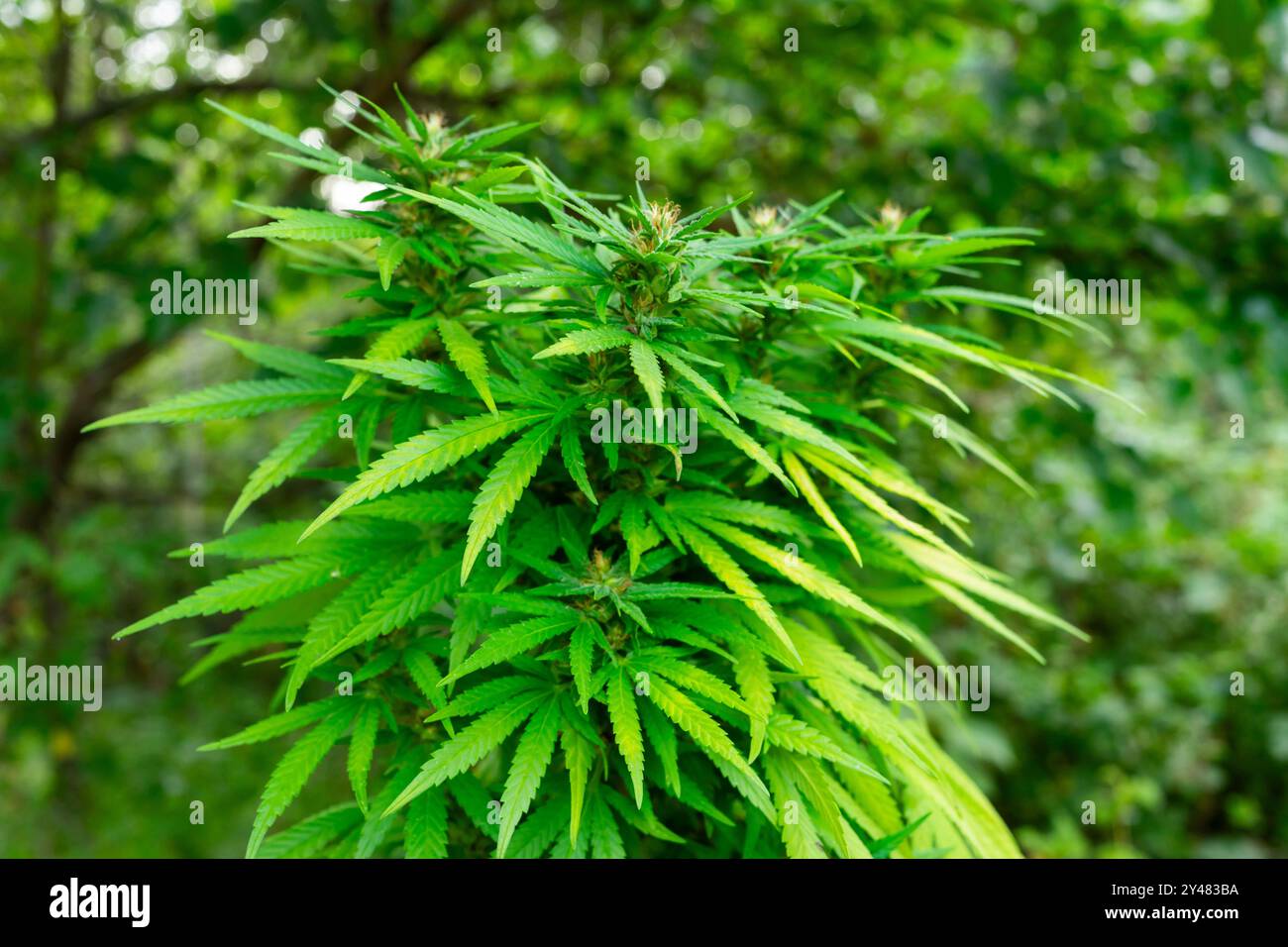 Top view of hemp stem with green leaves. Top view of wild marijuana ...