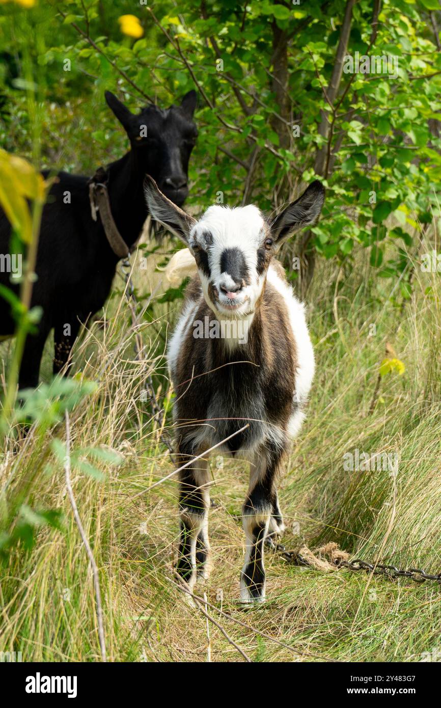 The kid grazes on the levada, and the big goat mother watches carefully ...