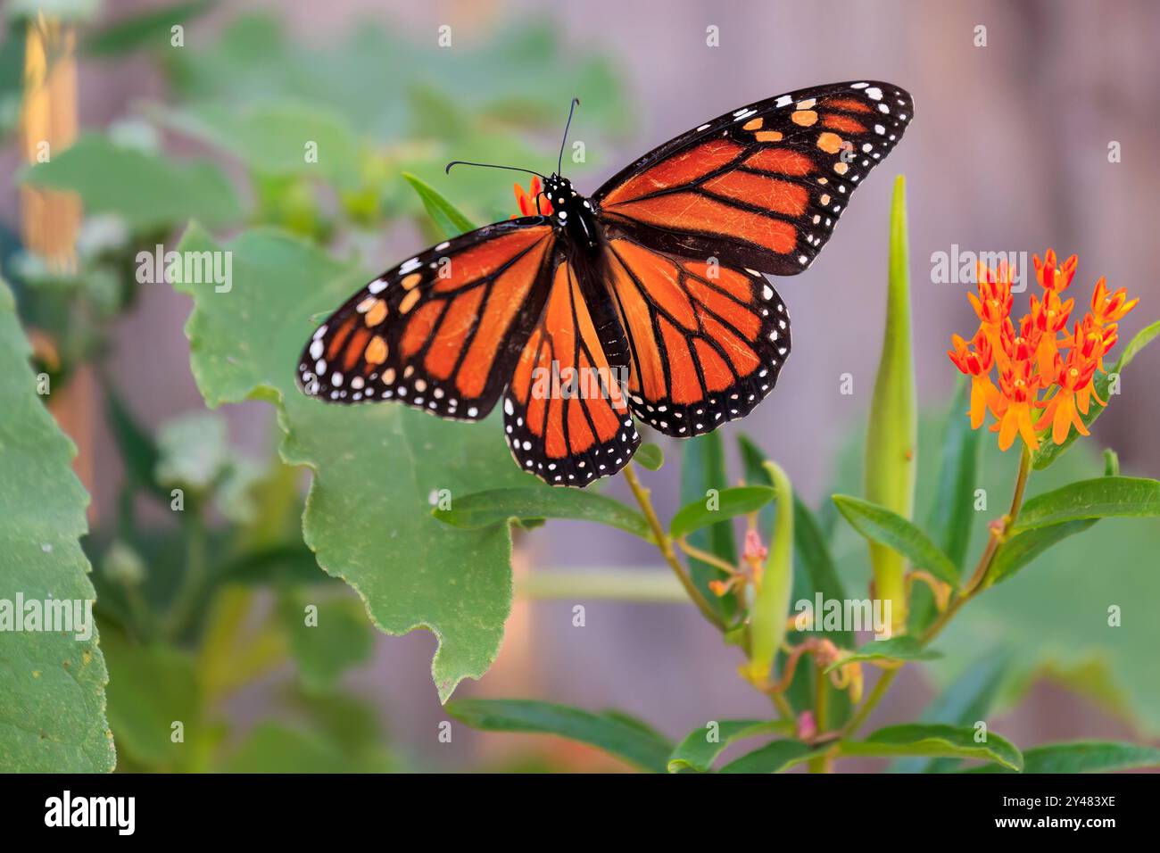 Monarch Butterfly (Danaus plexippus) in a backyard wildflower garden ...