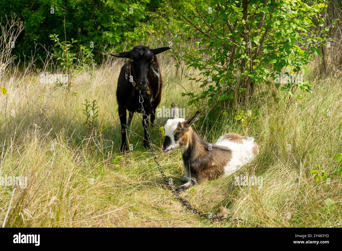 Domestic goats. A big black goat and a spotted kid on a pasture. A ...