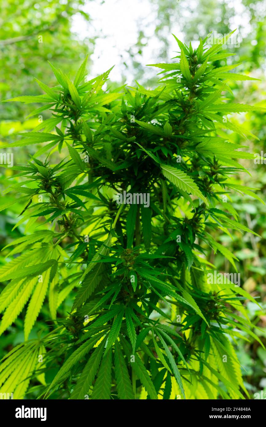 Leaves in wind video hi-res stock photography and images - Alamy