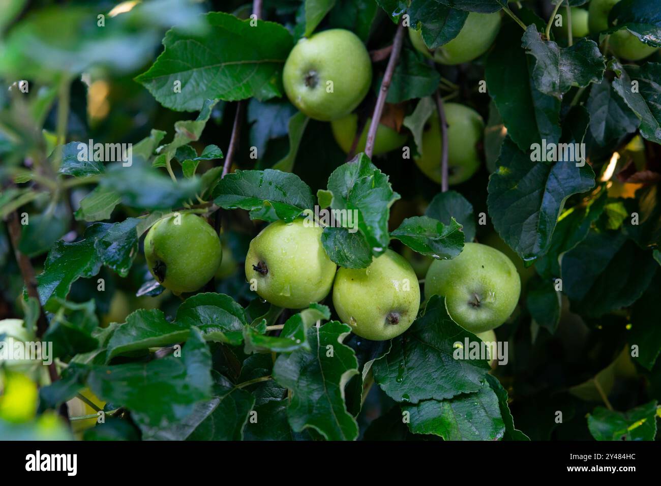 Ripe apples leaves branches hi-res stock photography and images - Alamy