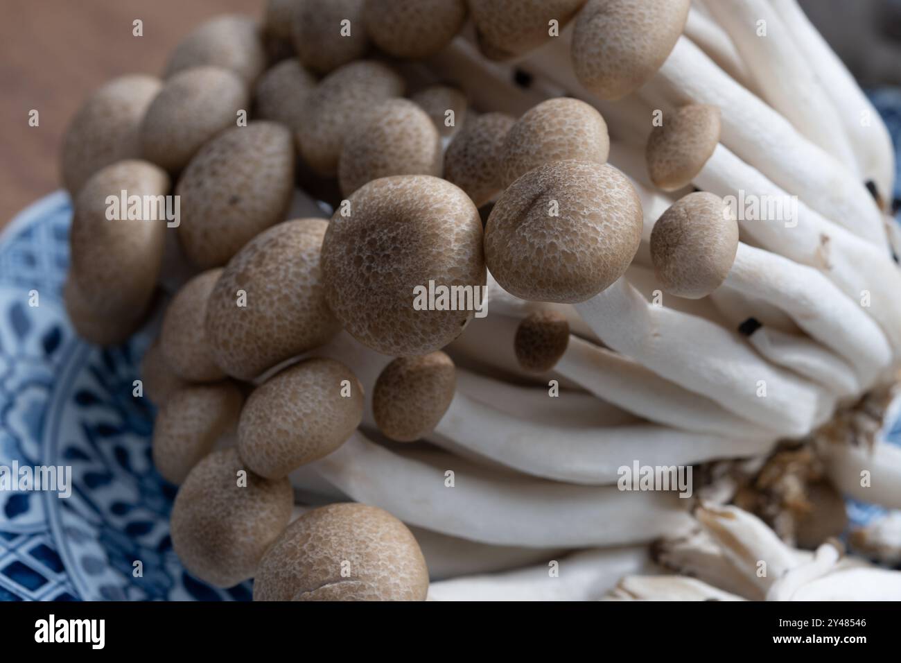 Fresh brown shimeji edible mushrooms native to East Asia, buna-shimeji ...