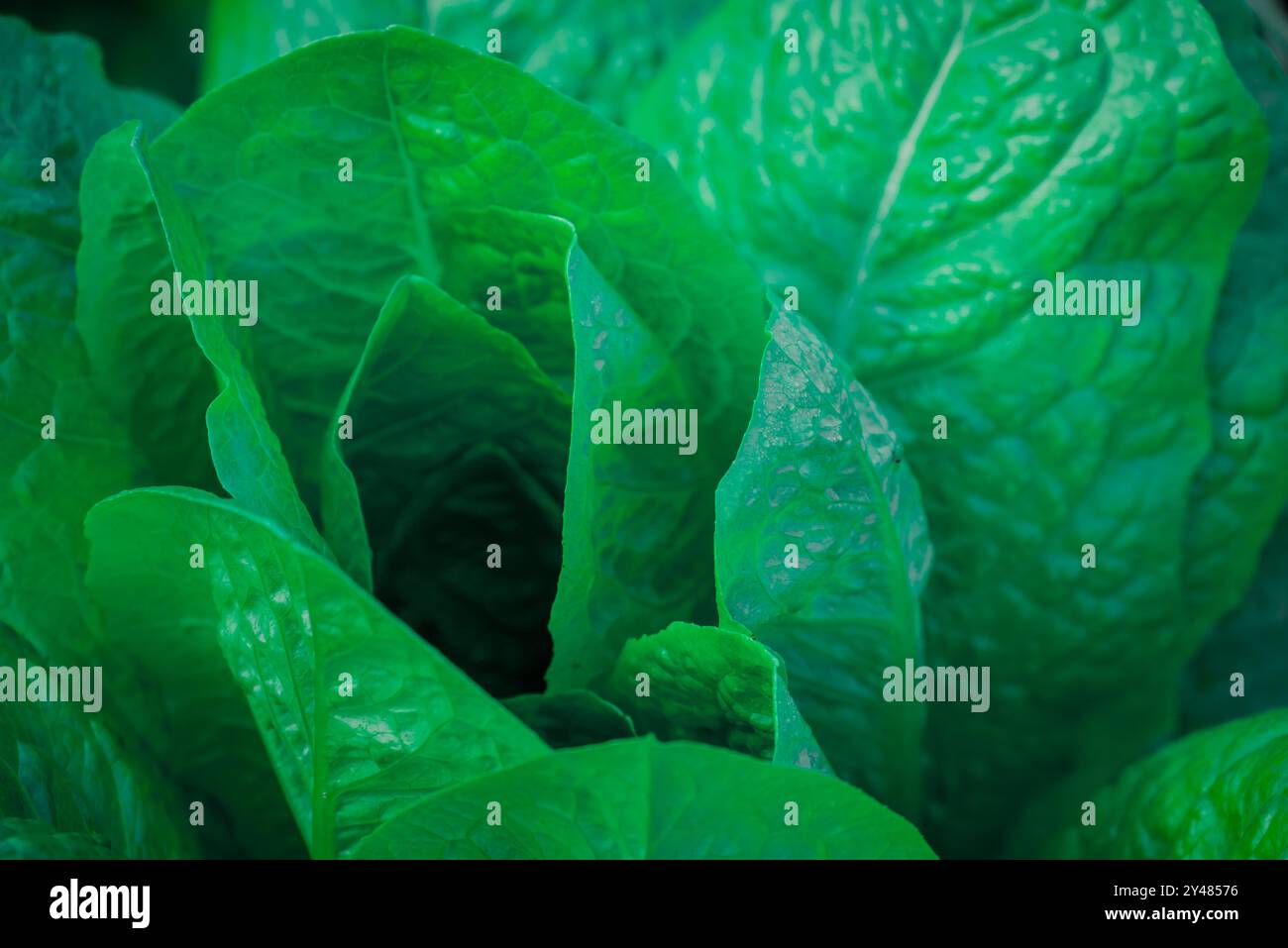 Beautiful flowers growing in the garden Stock Photo - Alamy