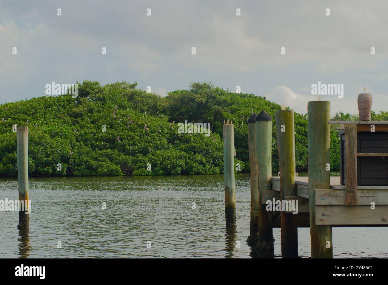 Bird in the bayou hi-res stock photography and images - Alamy