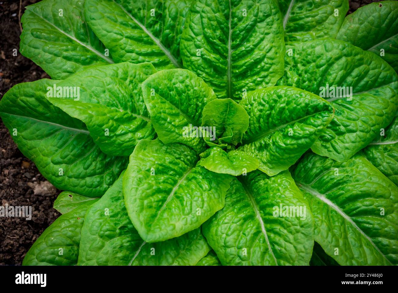 Beautiful lettuce growing in the garden Stock Photo - Alamy