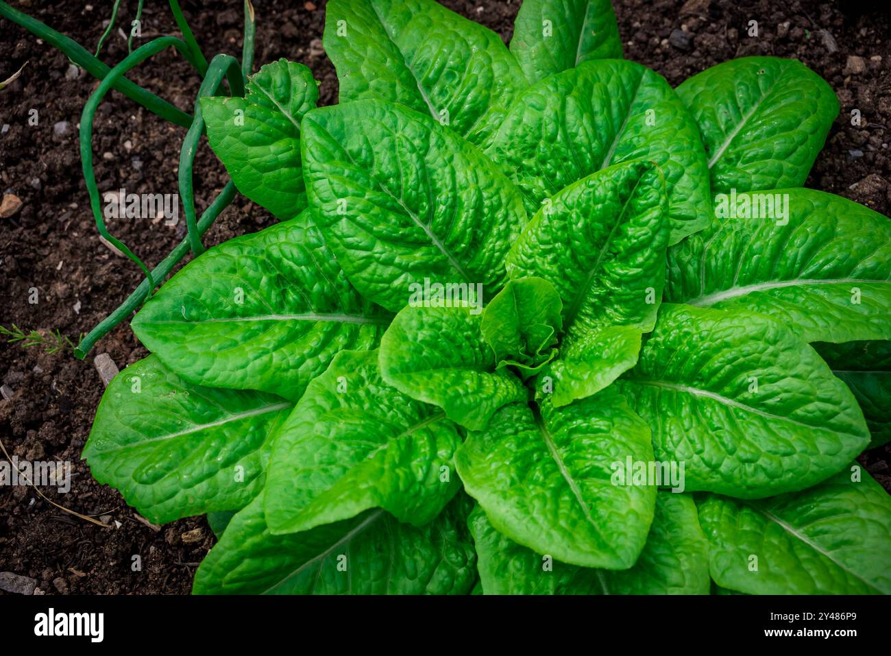 Beautiful lettuce growing in the garden Stock Photo - Alamy
