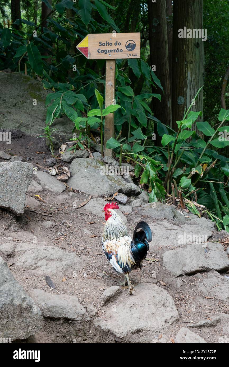 Percorso pollo hi-res stock photography and images - Alamy