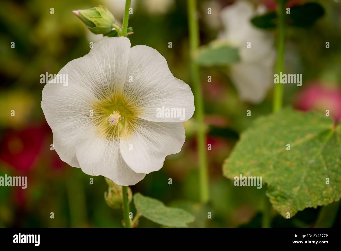 Beautiful flowers growing in the garden Stock Photo - Alamy