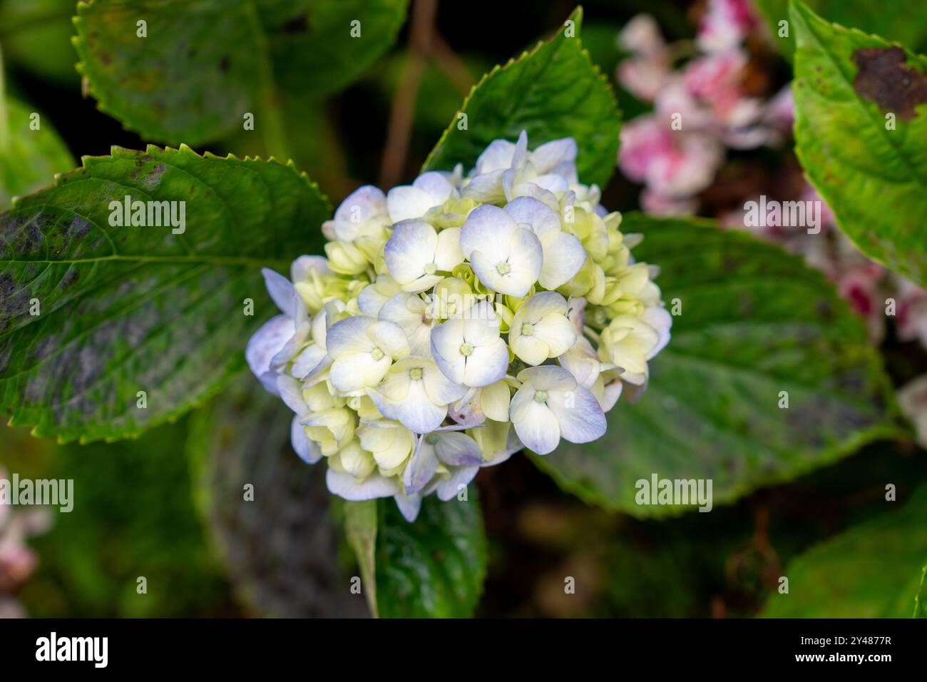 white and blue azorean hydrangea Stock Photo - Alamy