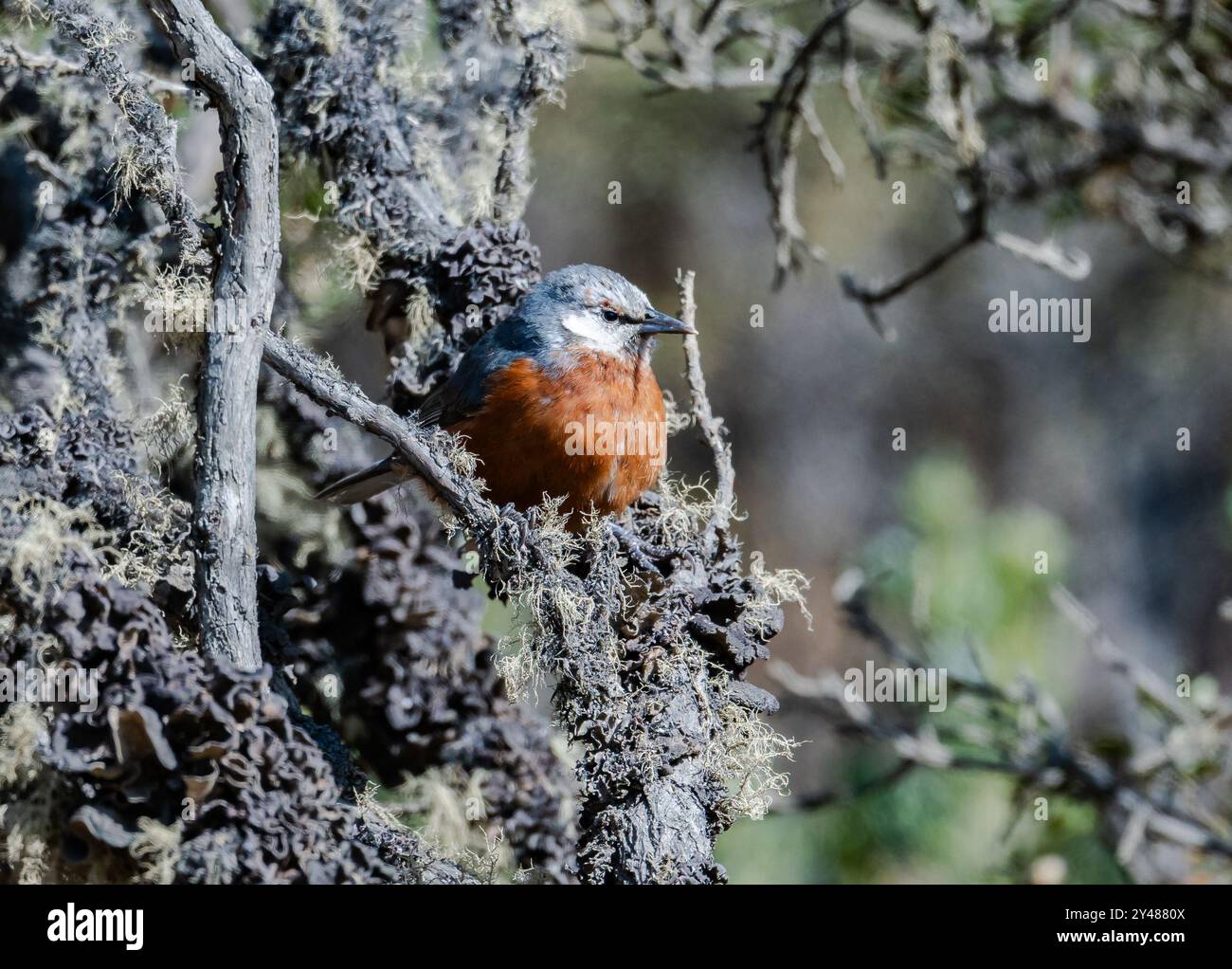 A Giant Conebill (Conirostrum binghami) perched on a branch. Peru ...