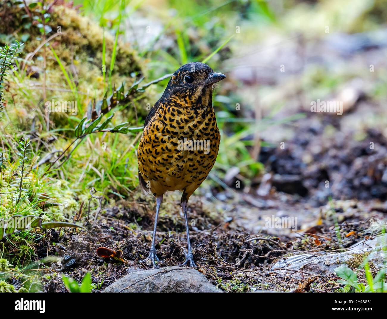 An Undulated Antpitta (Grallaria squamigera) foraging in forest of high ...