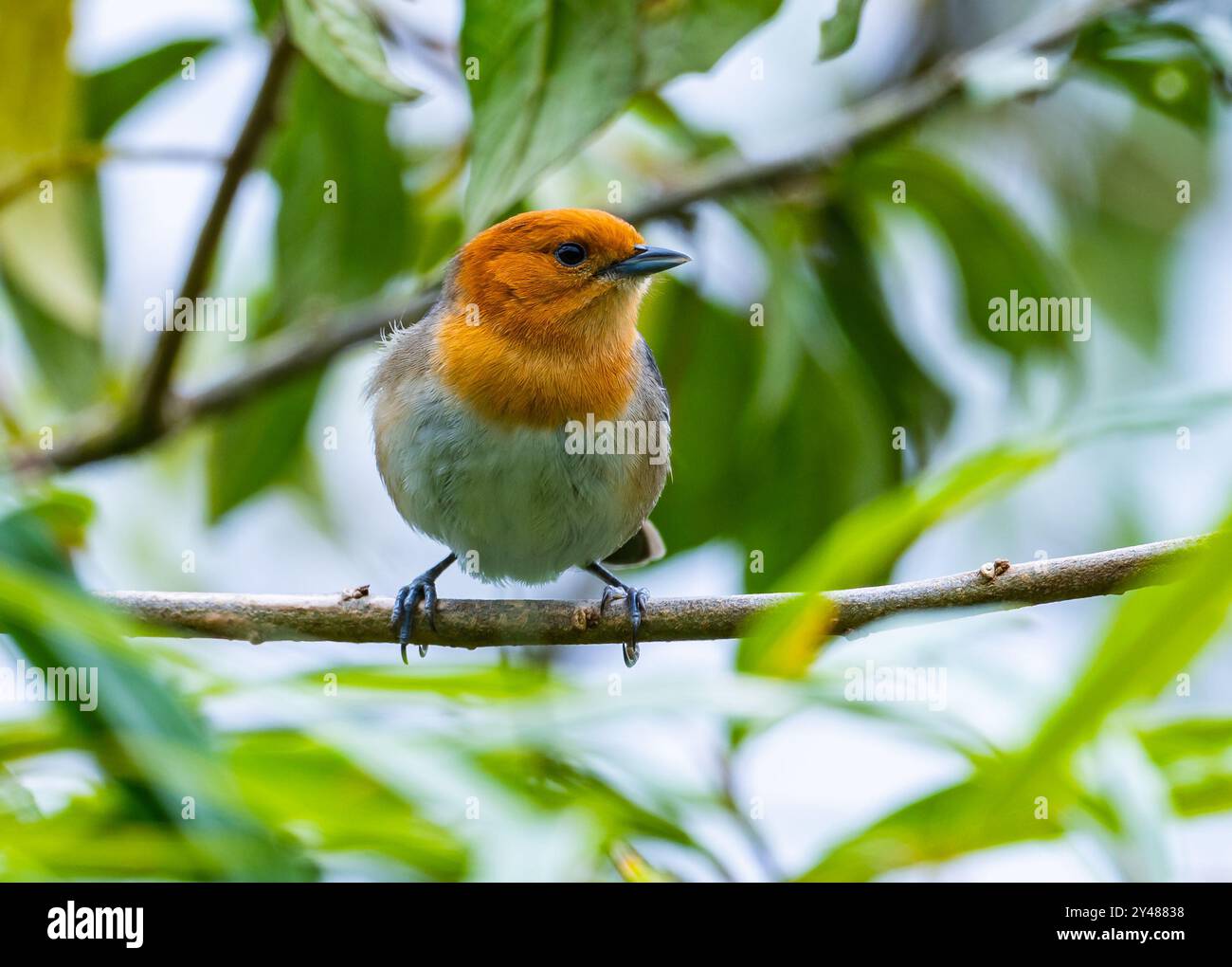 A Brown-flanked Tanager (Thlypopsis pectoralis) perched on a branch ...