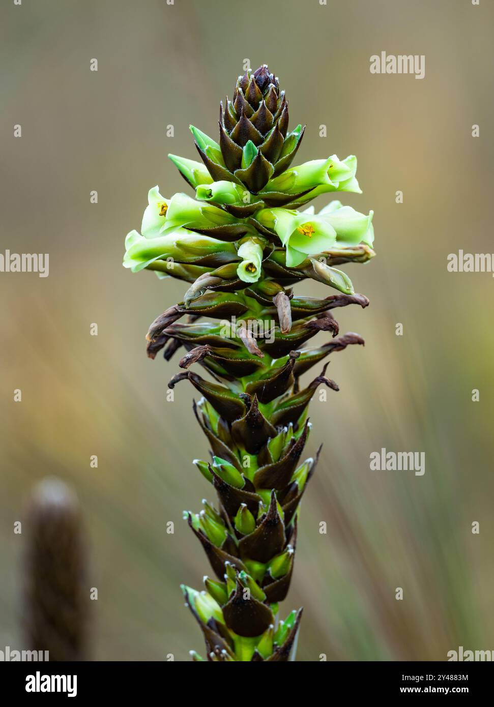 A flowering Puya plant (Puya laccata) in high Andes Mountains. Peru ...