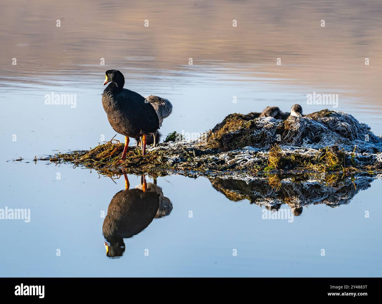 A family of Giant Coots (Fulica gigantea) on their nest in a lake. Peru ...