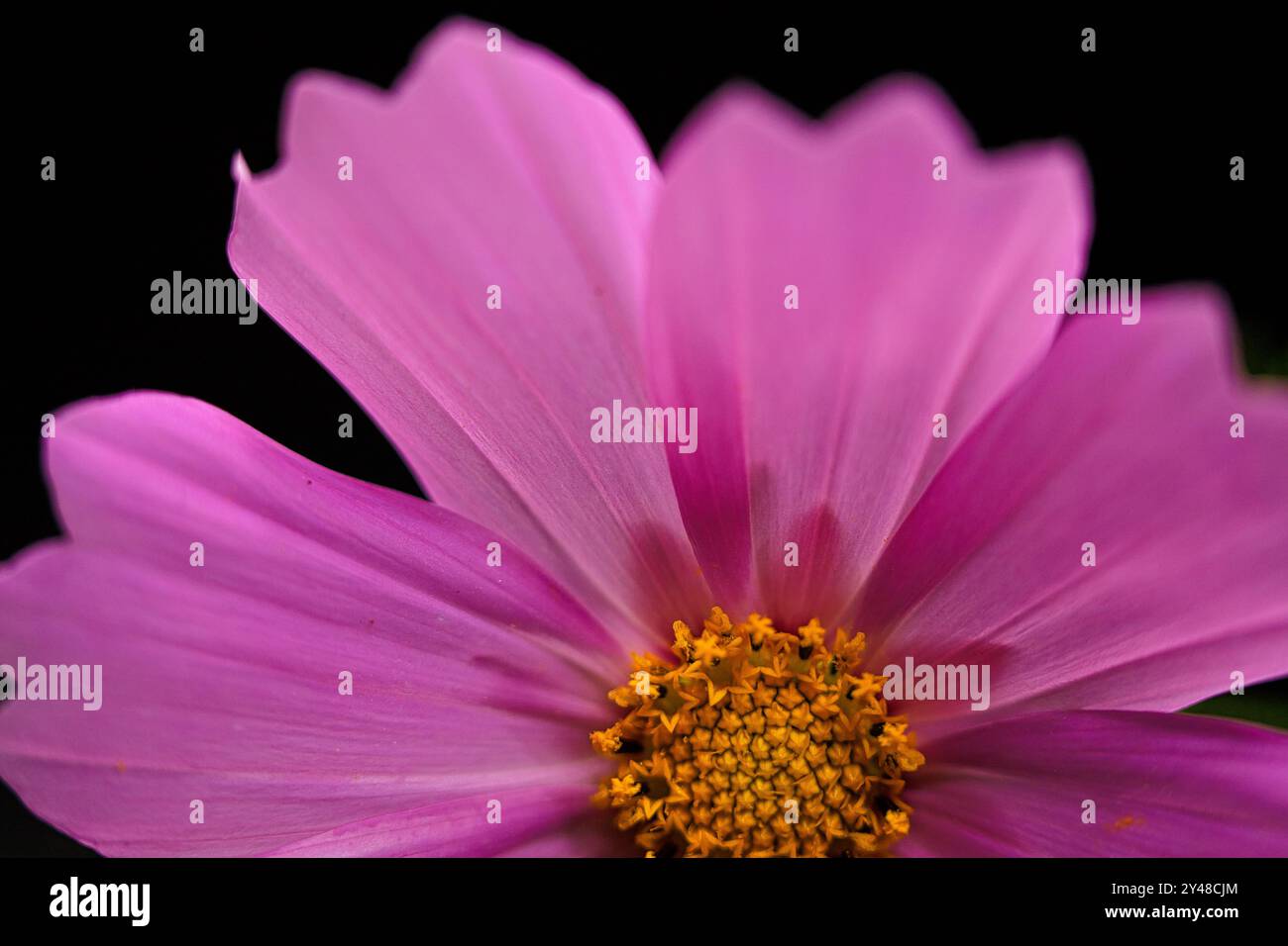 Cosmos bipinnatus, commonly called the garden cosmos, a flower of the ...