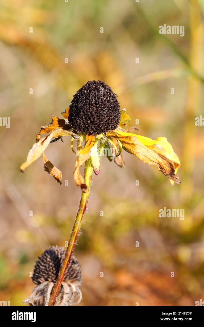 Dead black eyed susan hi-res stock photography and images - Alamy