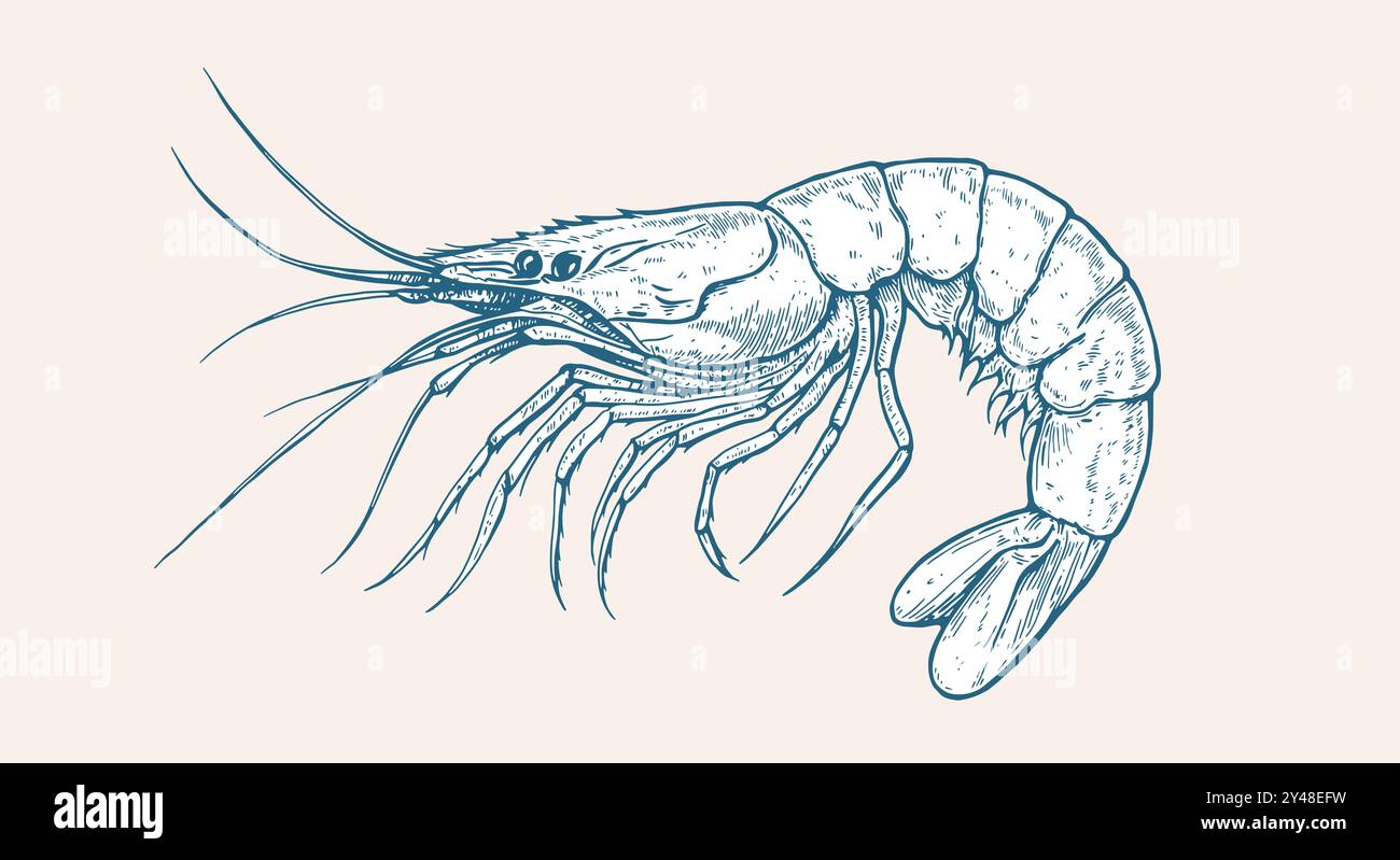 Shrimp, seafood, sketch. Vintage retro print Stock Vector Image & Art ...