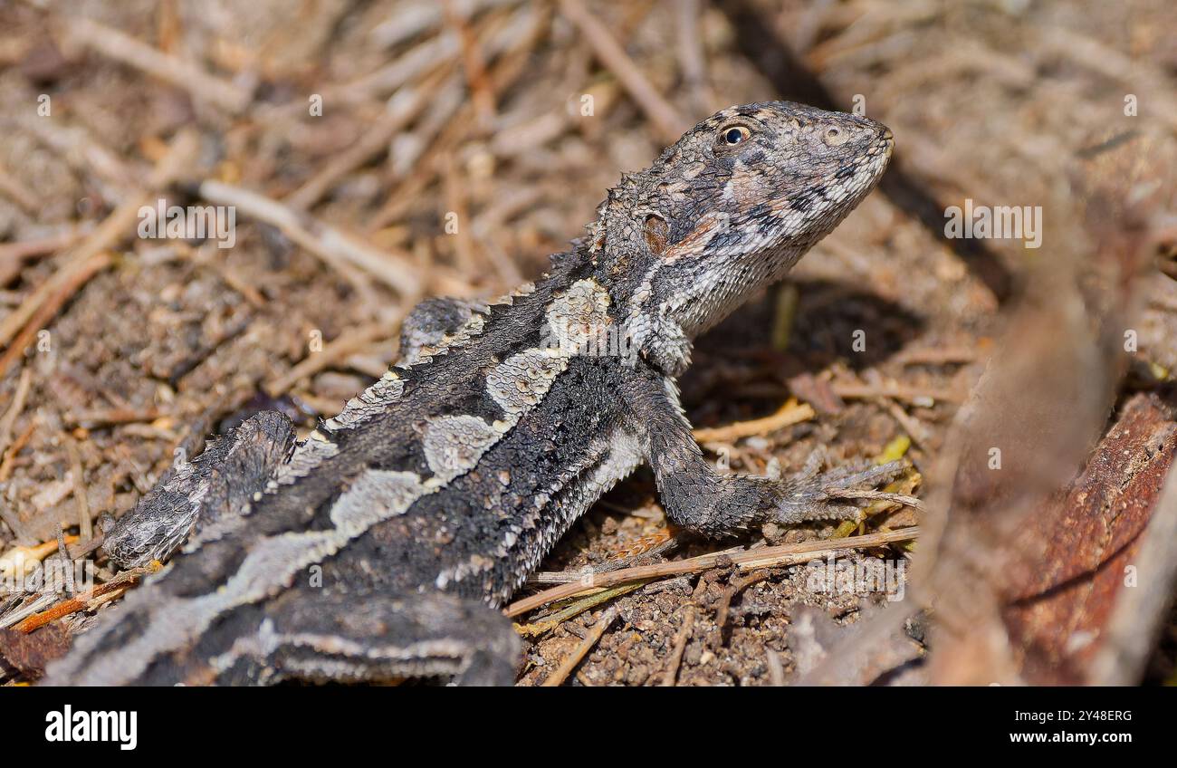 Dragon feet hi-res stock photography and images - Alamy