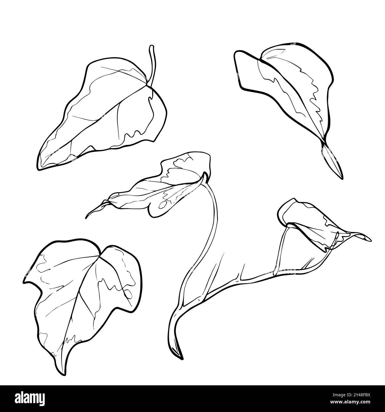 Sketch Ivy branch with leaves. Graphics illustration plant painted by ...