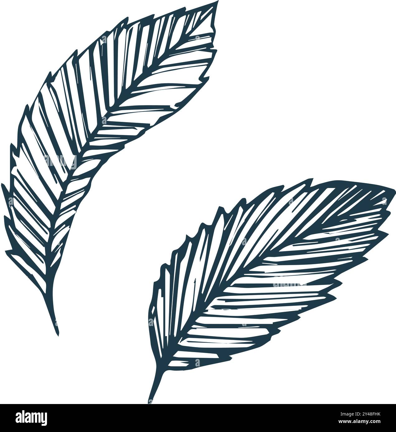 Rose hip, dog-rose. Vector Wild rose leaves, medicinal herb line art ...