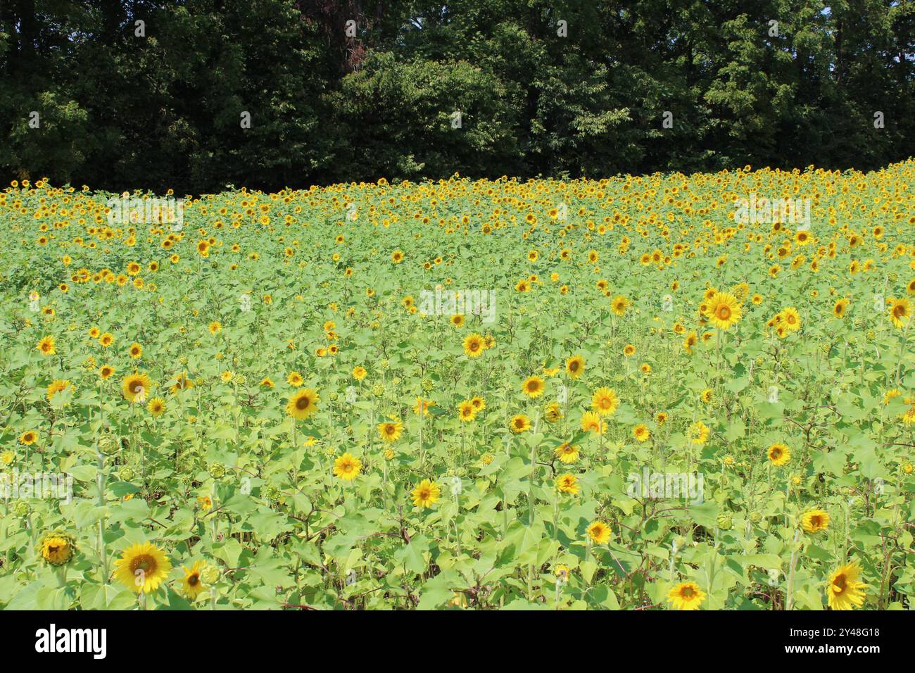 Sunflower farm on a hill at Three Rivers, Michigan Stock Photo - Alamy
