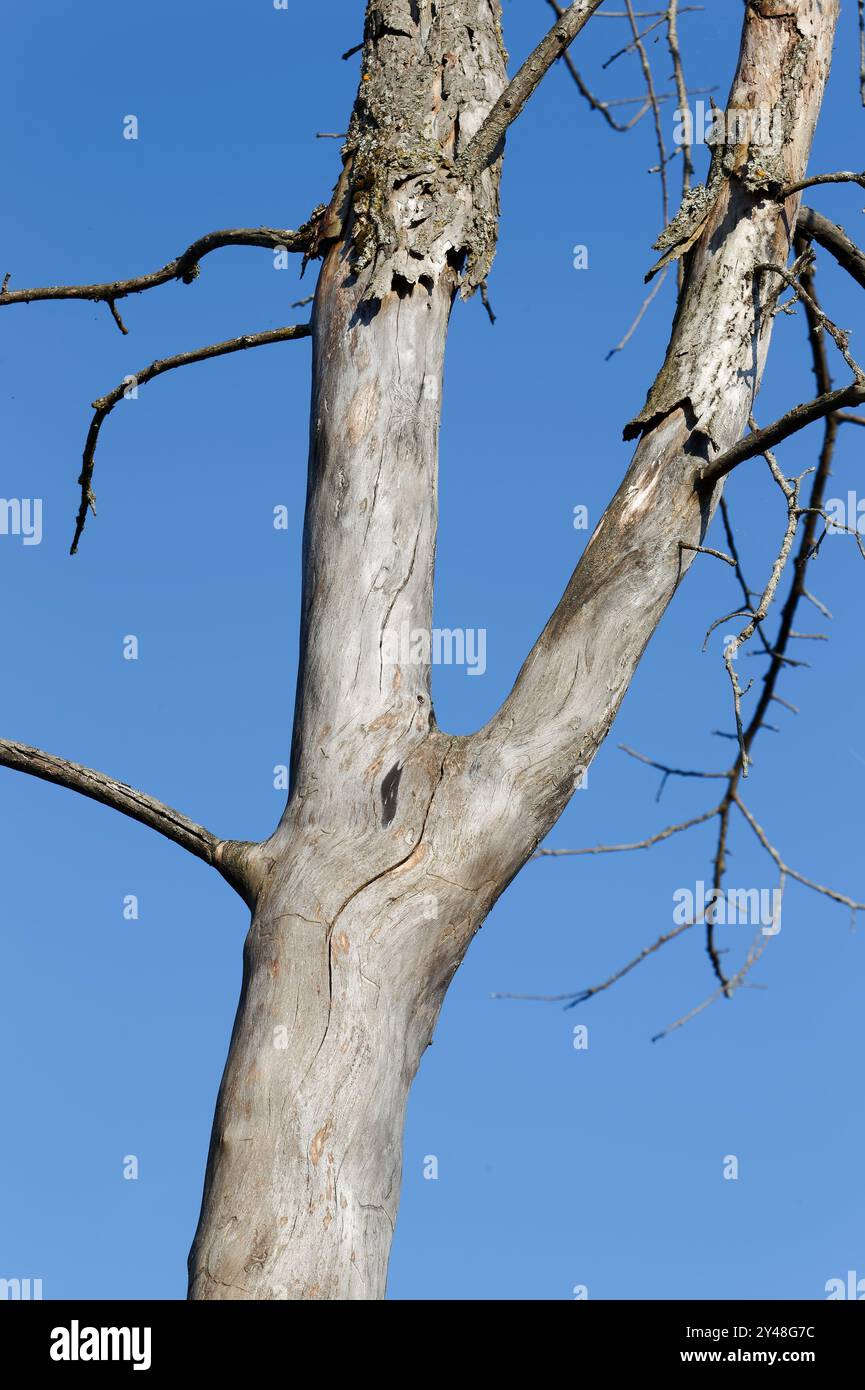Dutch elm disease tree hi-res stock photography and images - Alamy