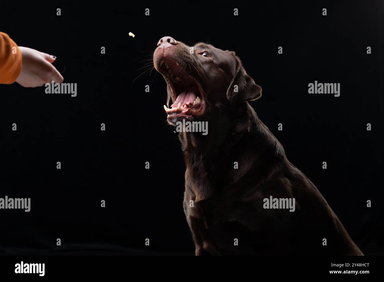 chocolate labrador retriever dog is captured mid-bark against a dark ...