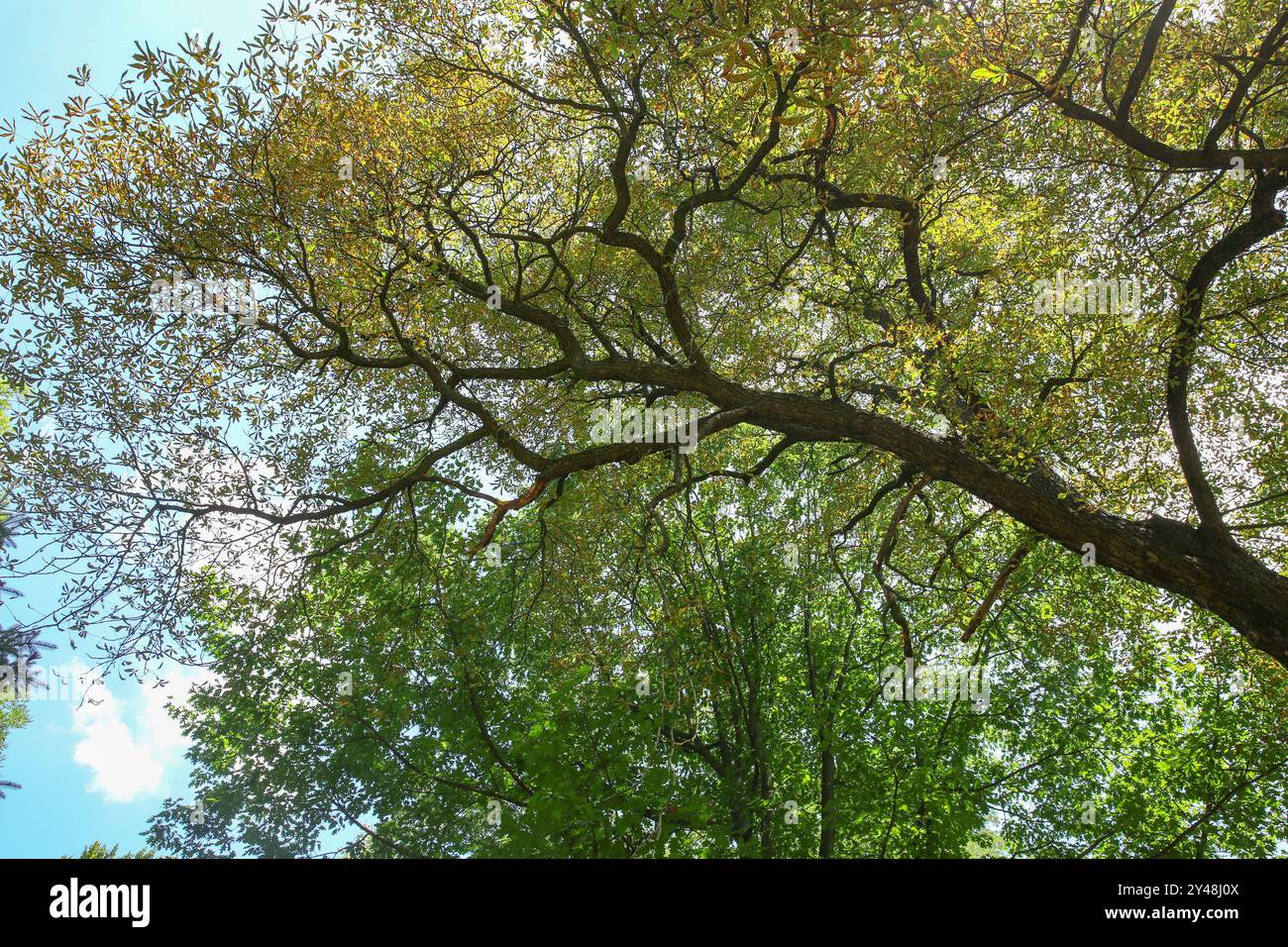 Branches of beautiful trees with green leaves outdoors, bottom view ...