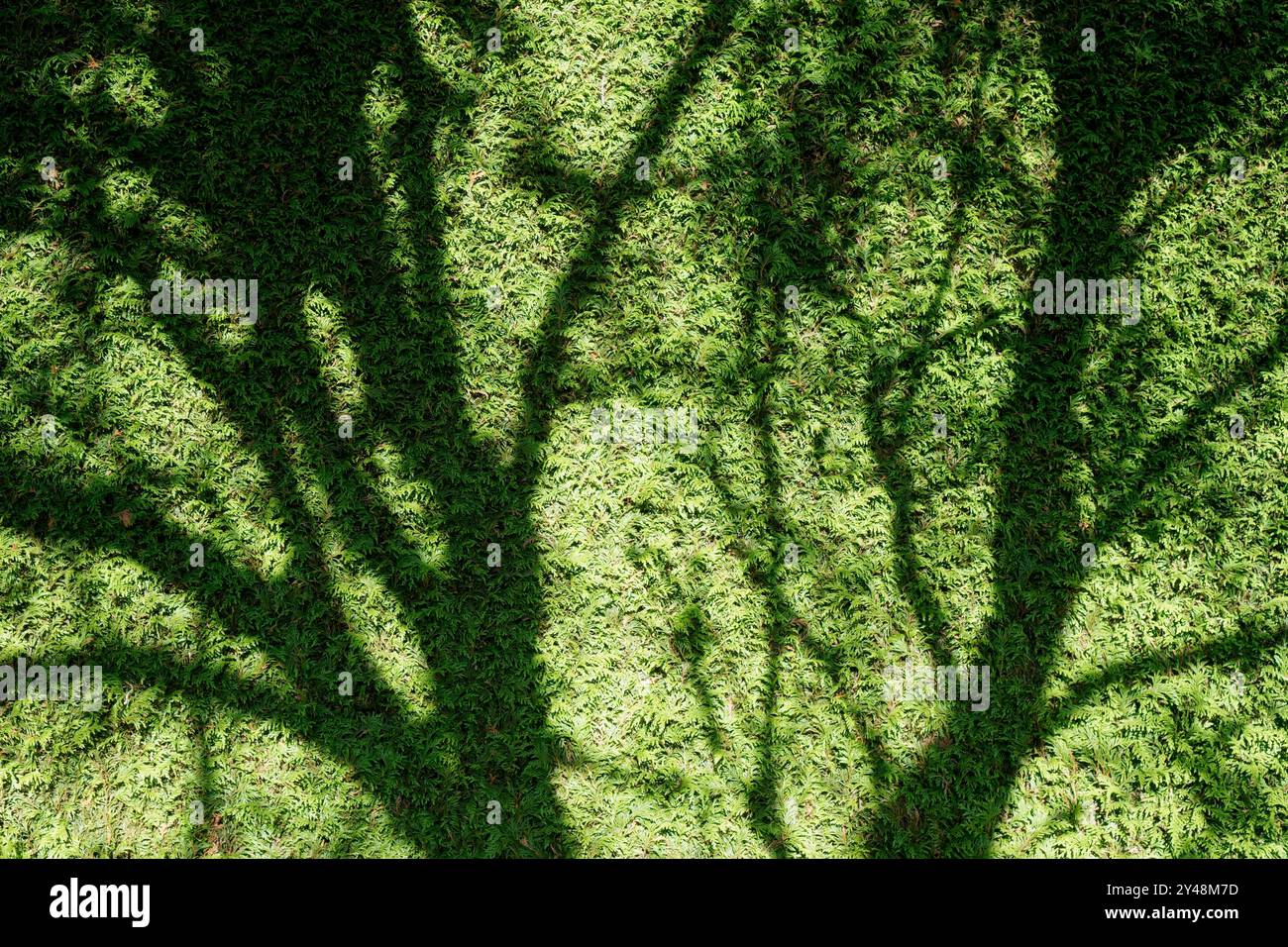 Shadow cast by trees hi-res stock photography and images - Alamy