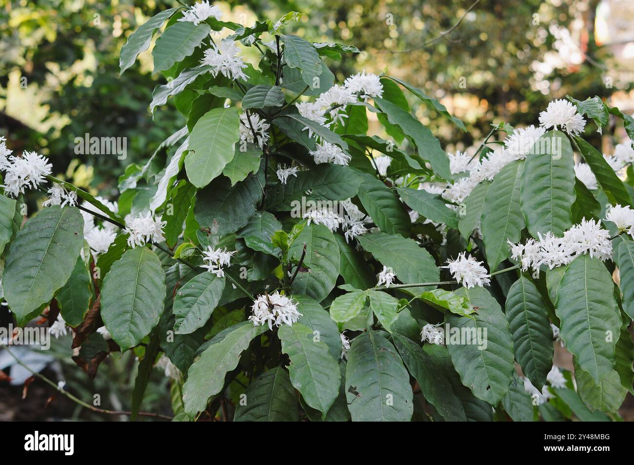 Coffee flowers blooming on the plantation crop Stock Photo - Alamy