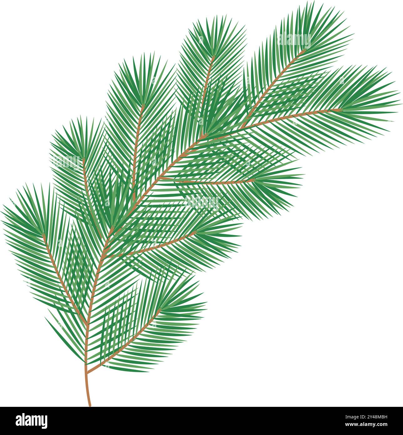 Curved pine branch Stock Vector Images - Alamy