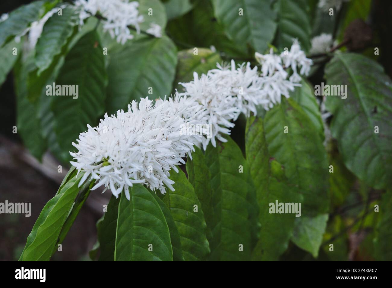Robusta coffee crop hi-res stock photography and images - Alamy