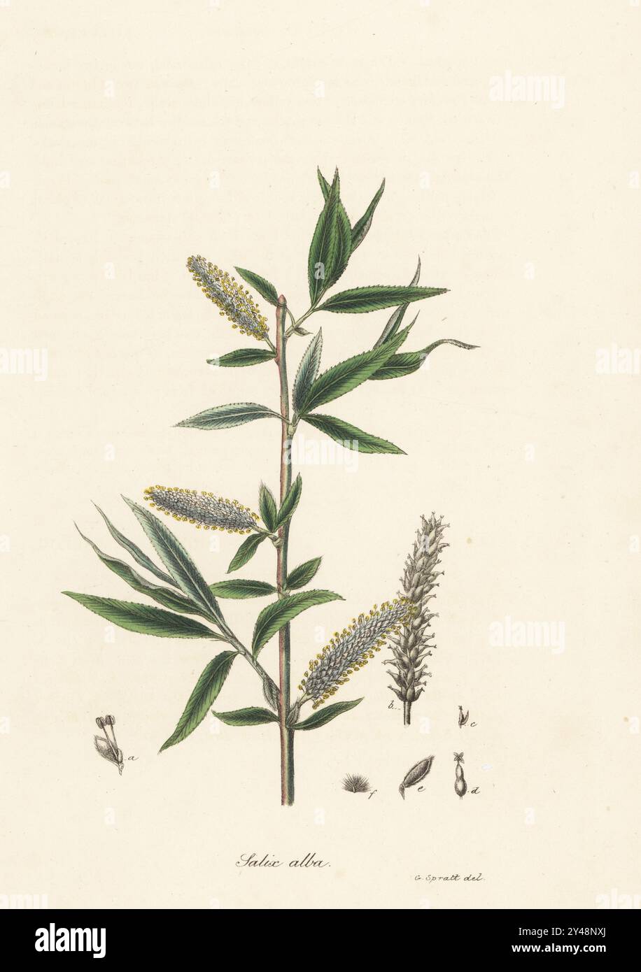Common white willow, Salix alba. With catkins and leaves. Source of ...