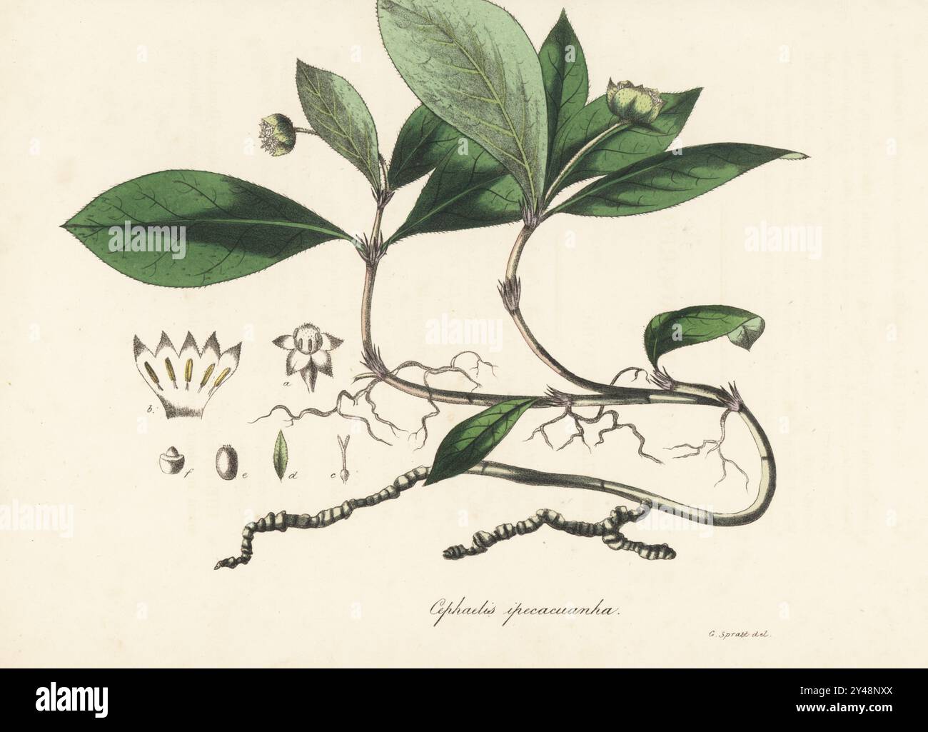 Ipecacuanha, Carapichea ipecacuanha (Cephaelis ipecacuanha). Native of ...