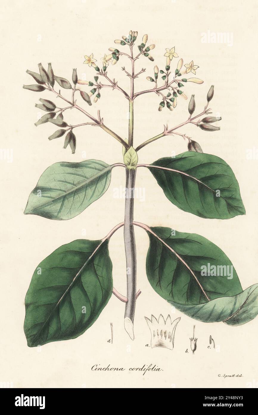 Bark cinchona pubescens hi-res stock photography and images - Alamy