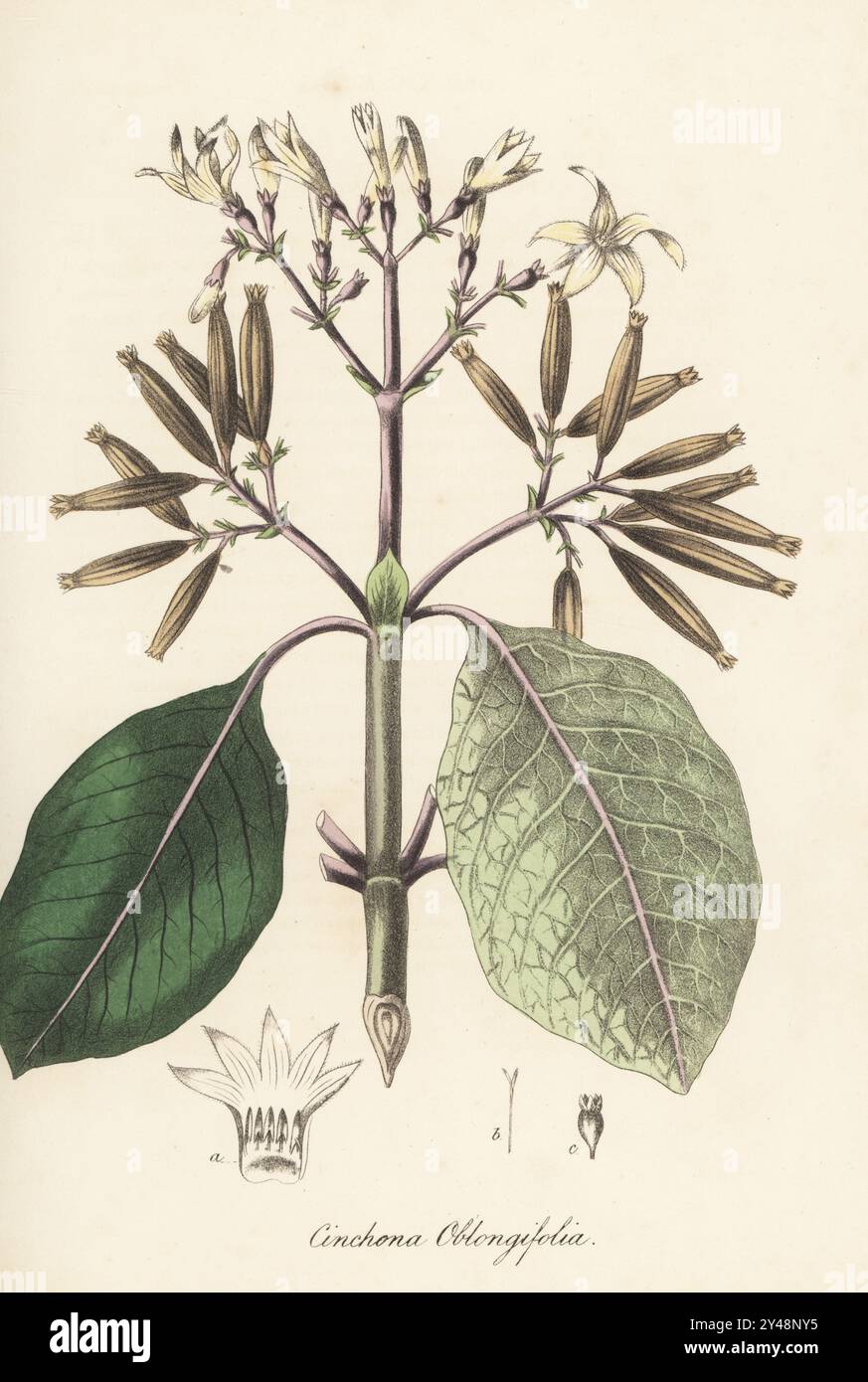 Yellow bark, Ladenbergia oblongifolia (Cinchona oblongifolia). Native ...