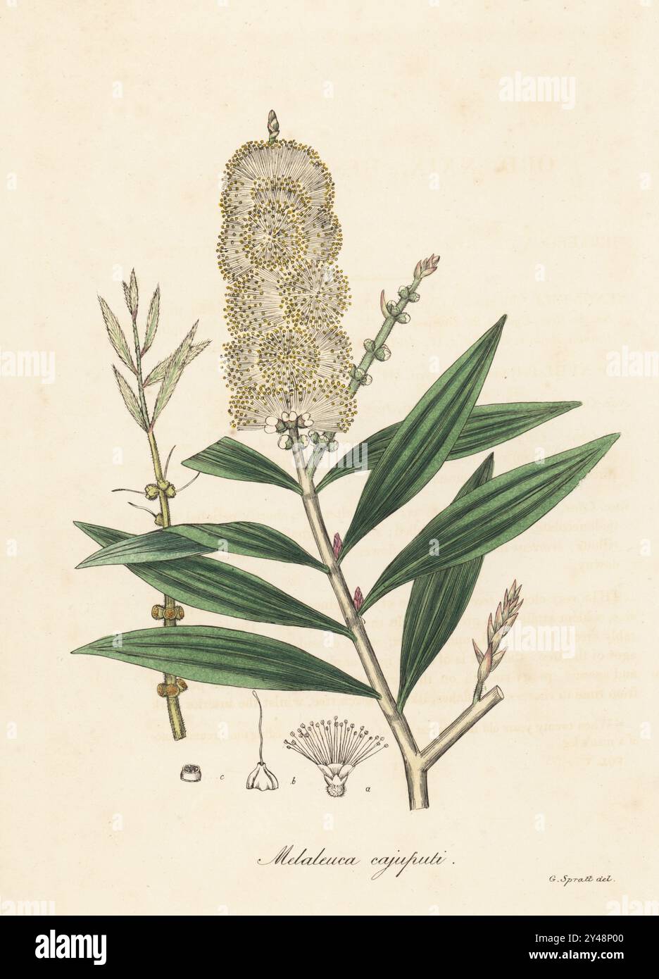 Cajuput oil hi-res stock photography and images - Alamy