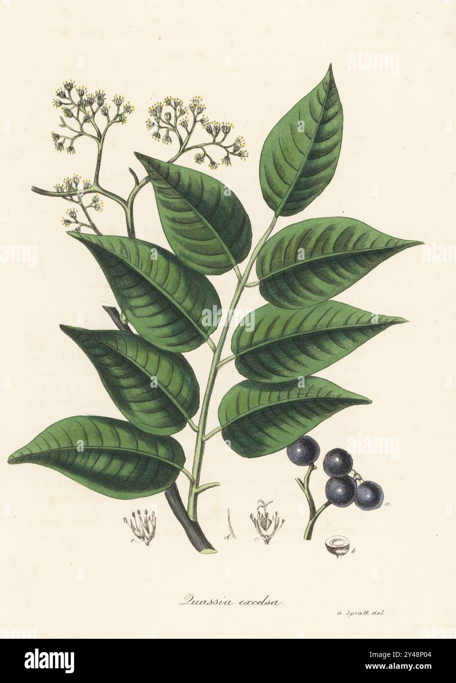 Ash leaved quassia hi-res stock photography and images - Alamy