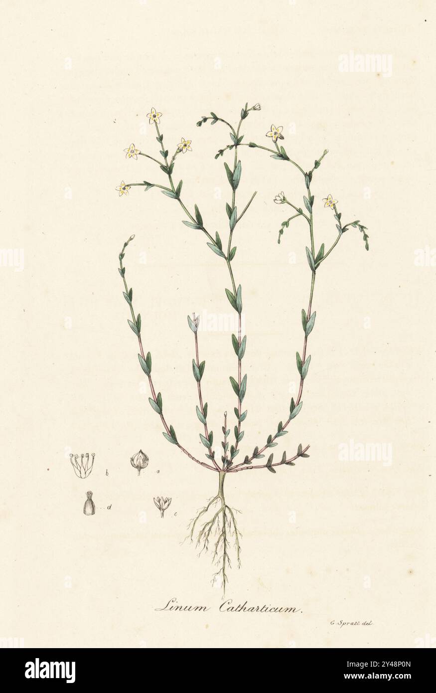 Purging flax, fairy flax or mill-mountain, Linum catharticum. Used as a ...