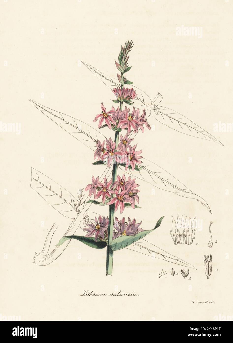 Purple loosestrife, spiked loosestrife, purple lythrum, Lythrum ...