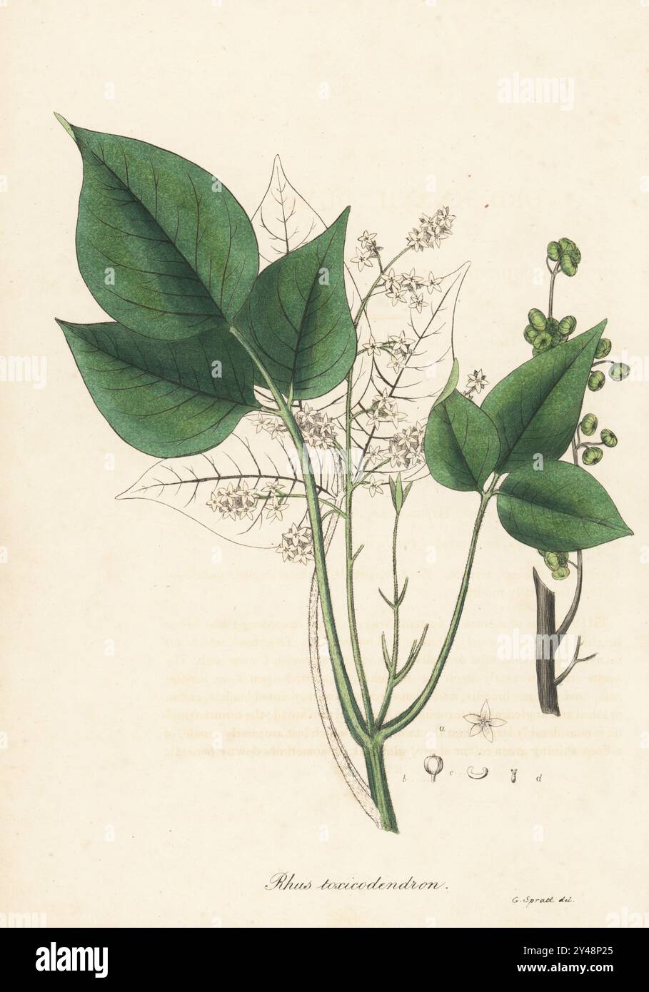 Eastern poison oak hi-res stock photography and images - Alamy