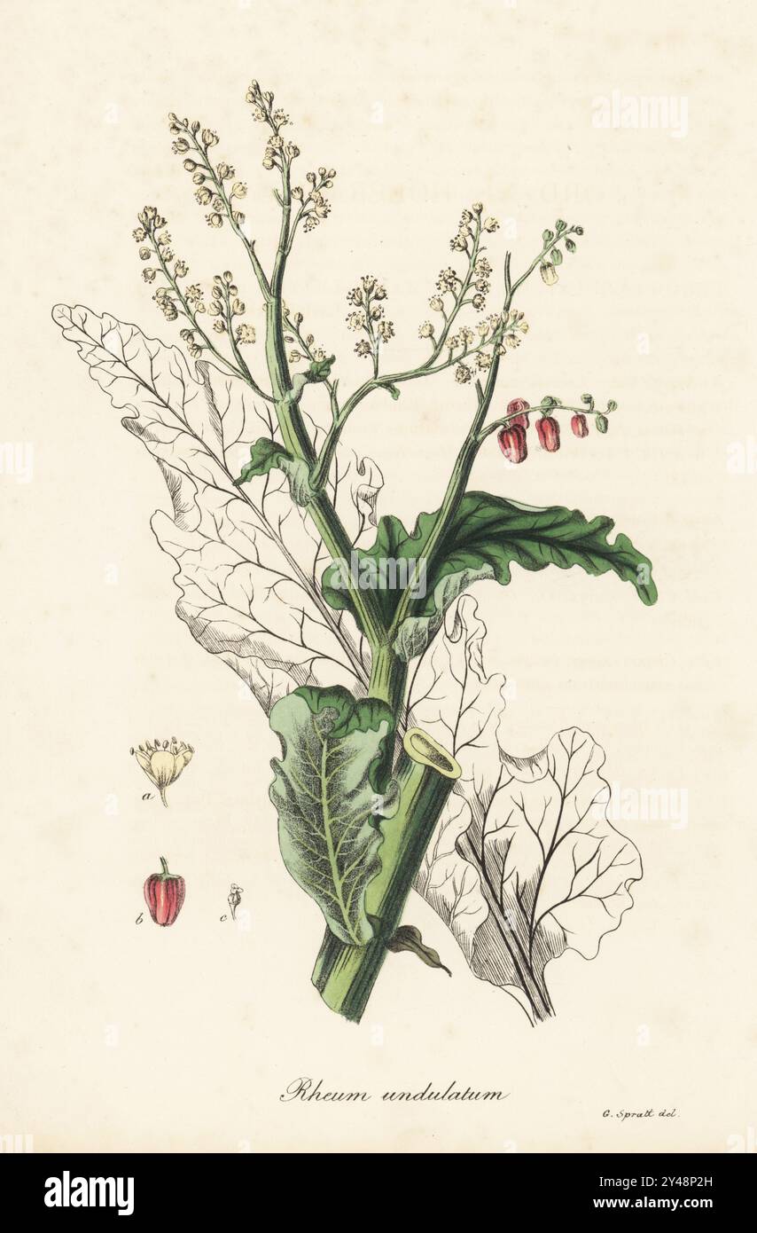 Rhubarb, Rheum rhabarbarum. Wave-leaved or Chinese rhubarb, Rheum ...
