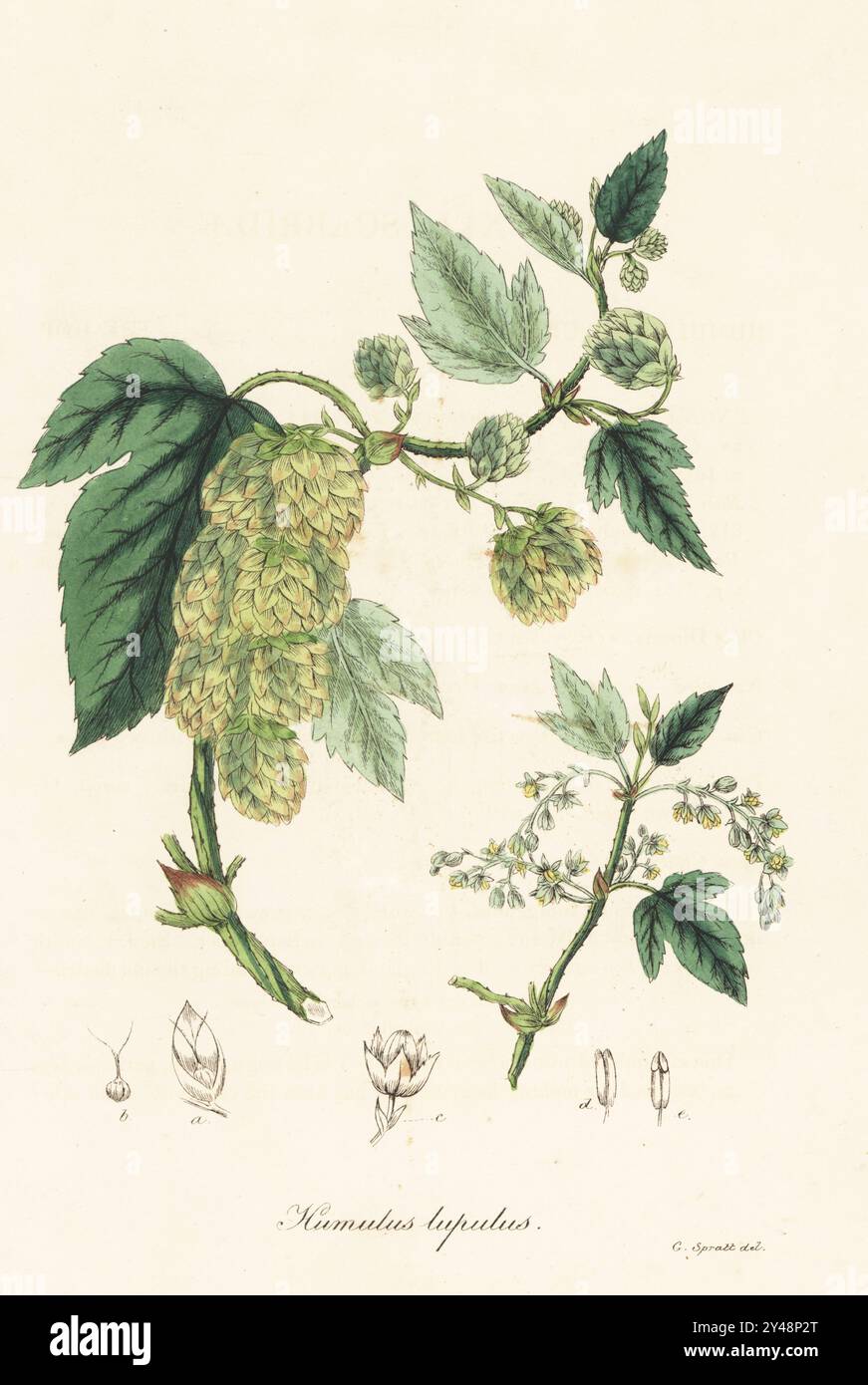 Common hop or hops, Humulus lupulus. Native to Europe, used as a ...