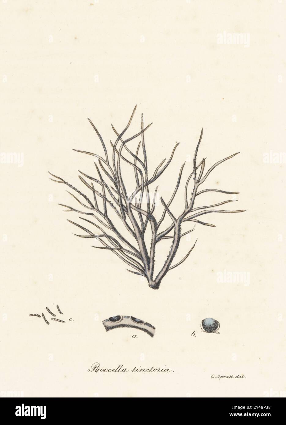 Orcein hi-res stock photography and images - Alamy