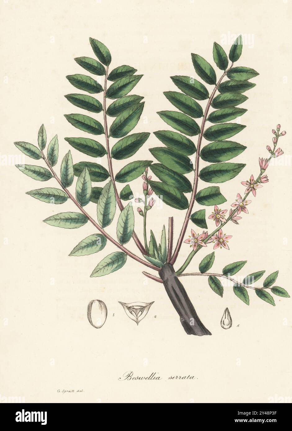 Indian frankincense, serrated boswellia, or gum-olibanum tree ...